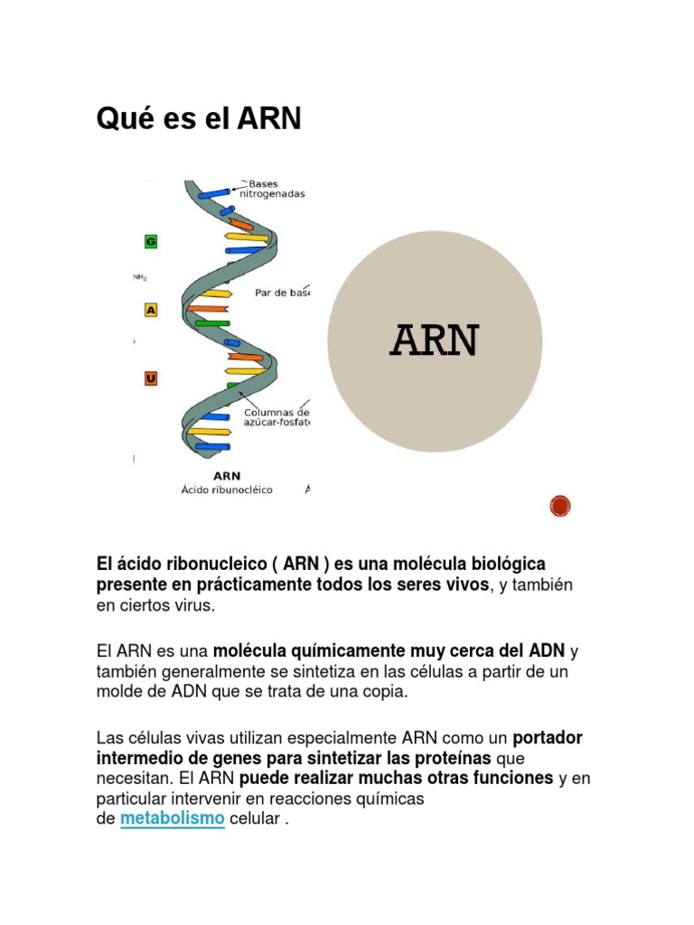 Qué Es El ARN | PDF | Rna | Nucleótidos