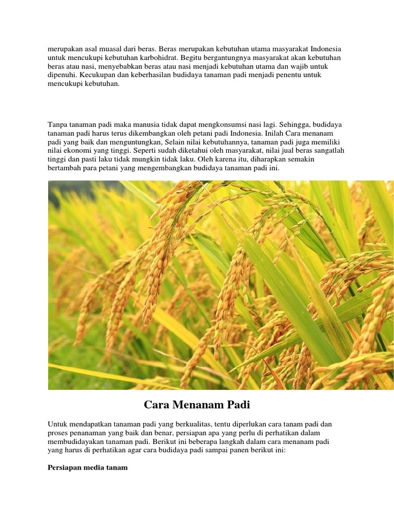 Menanam Padi | PDF