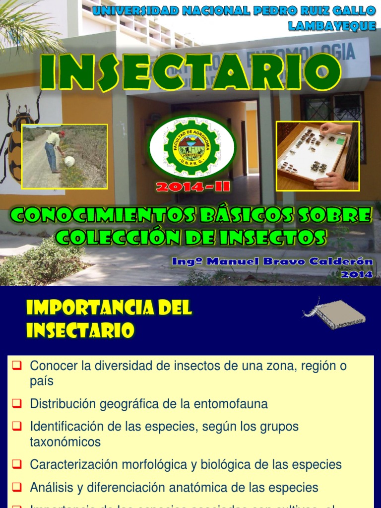 15 Insectario-1 | PDF | Insectos | Lepidópteros