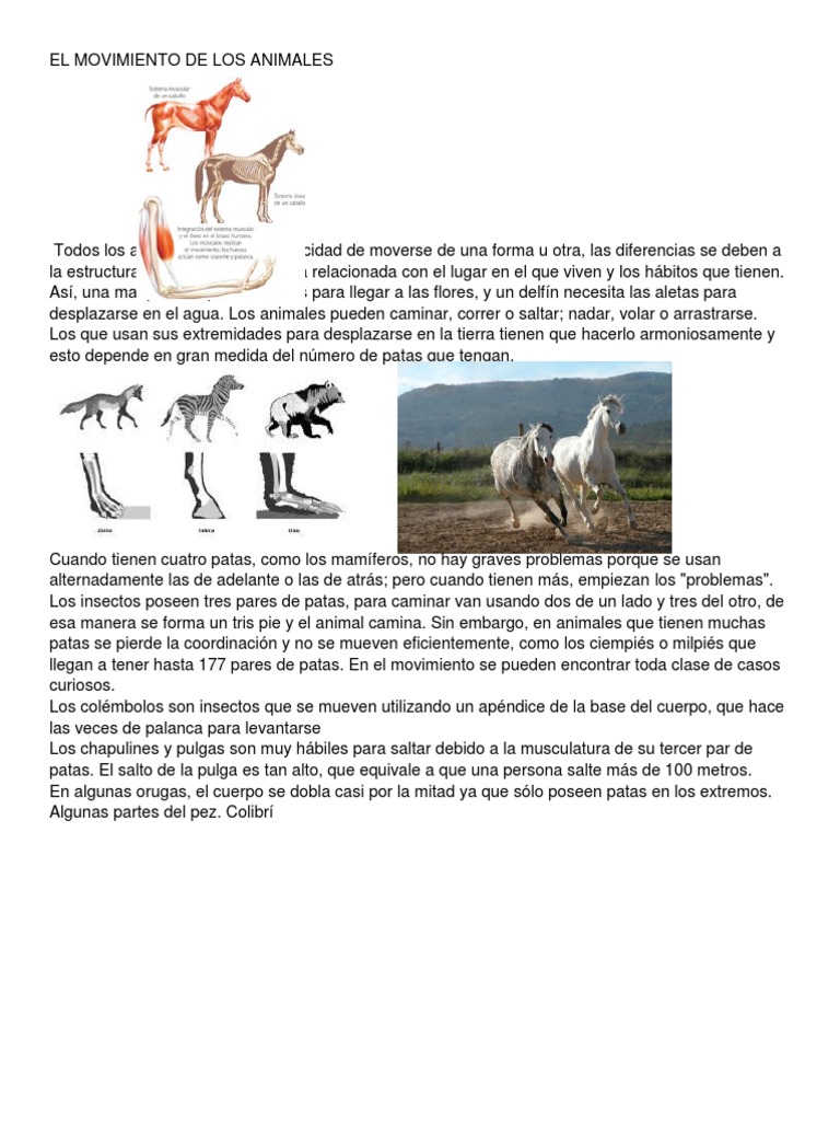 Diversidad en el Movimiento Animal | PDF | Sistema digestivo humano ...