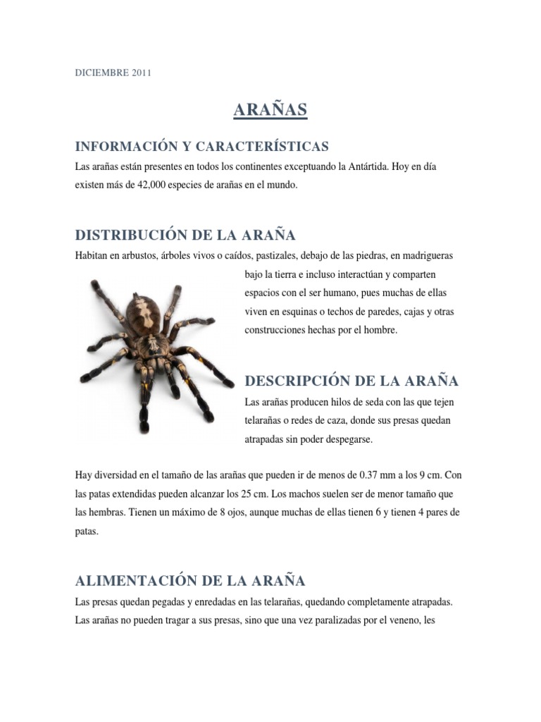 Ficha Informativa sobre Arañas para Niños | PDF