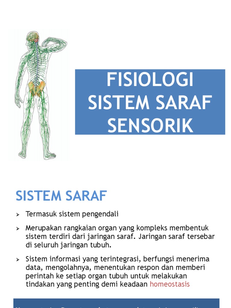 Fisiologi Sistem Saraf Sensorik | PDF
