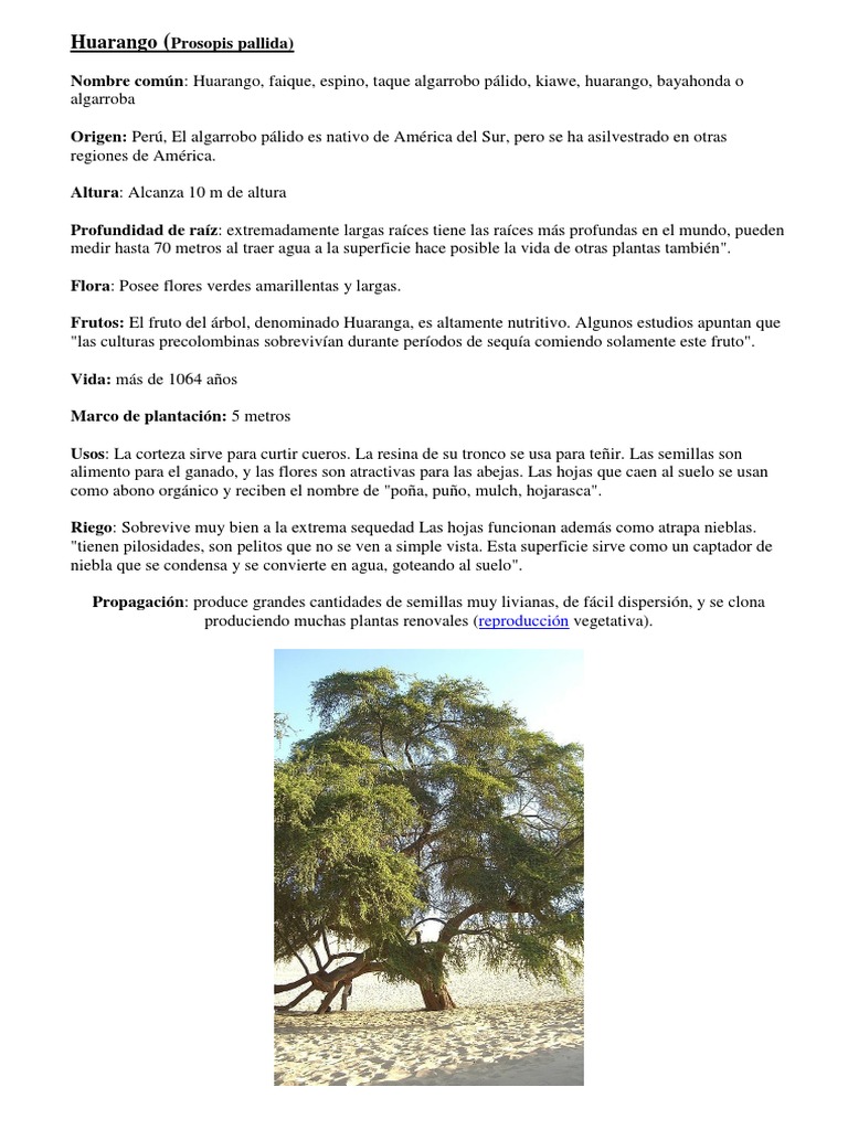 Huarango | PDF | Plantas | Horticultura y jardinería