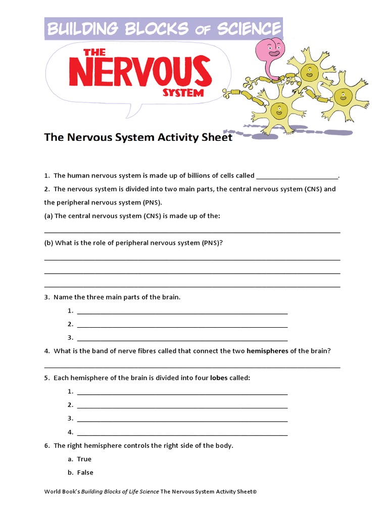 Nervous System Activity Sheet | PDF | Central Nervous System | Nervous ...