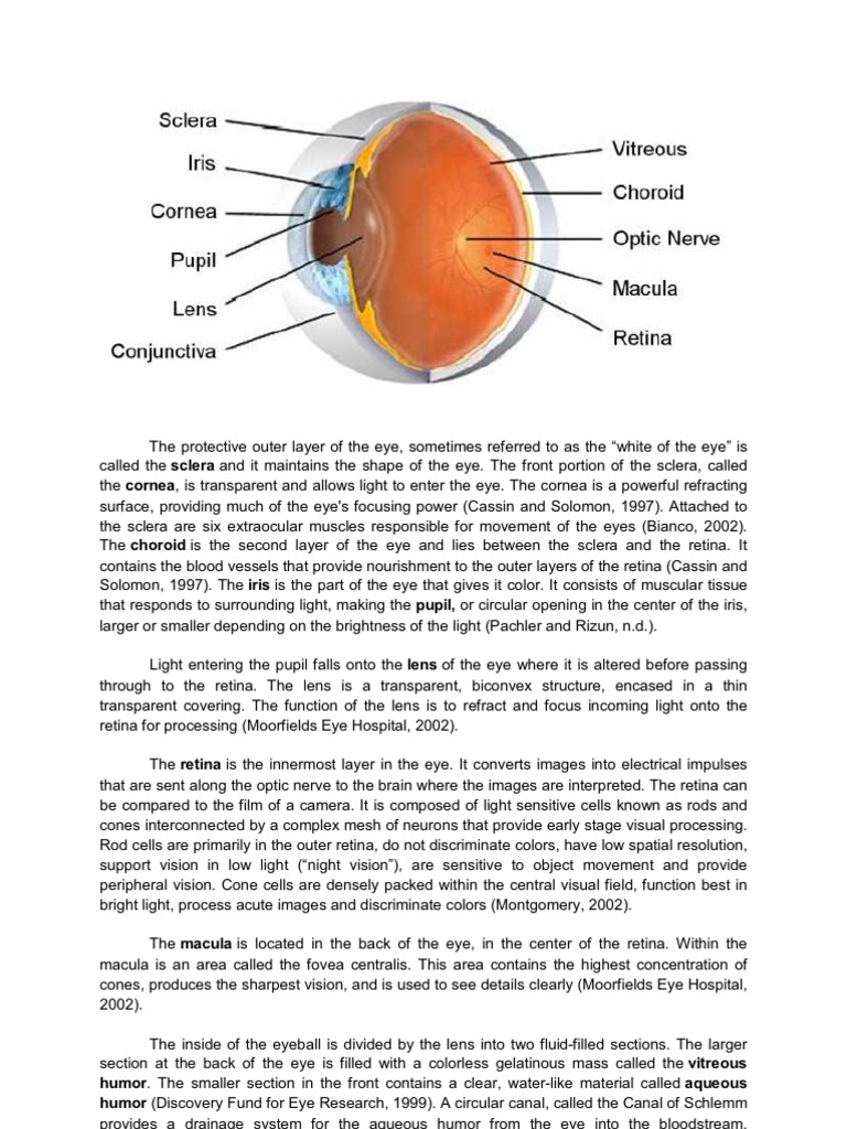 Anatomy | PDF | Eye | Retina
