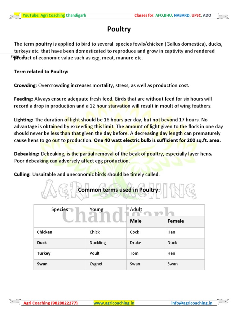 Poultry Notes PDF | PDF | Chicken | Egg As Food