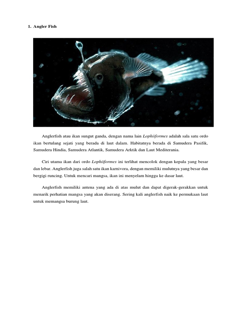 Angler Fish | PDF