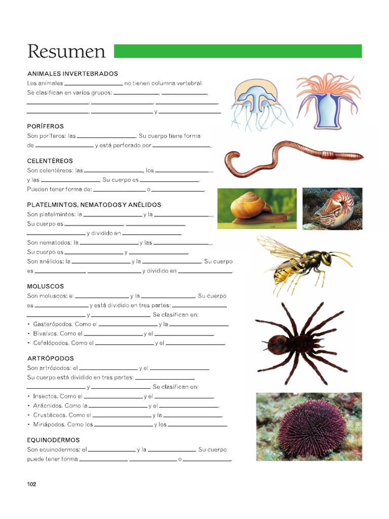 Resumen Invertebrados Ficha 1 Eso | PDF