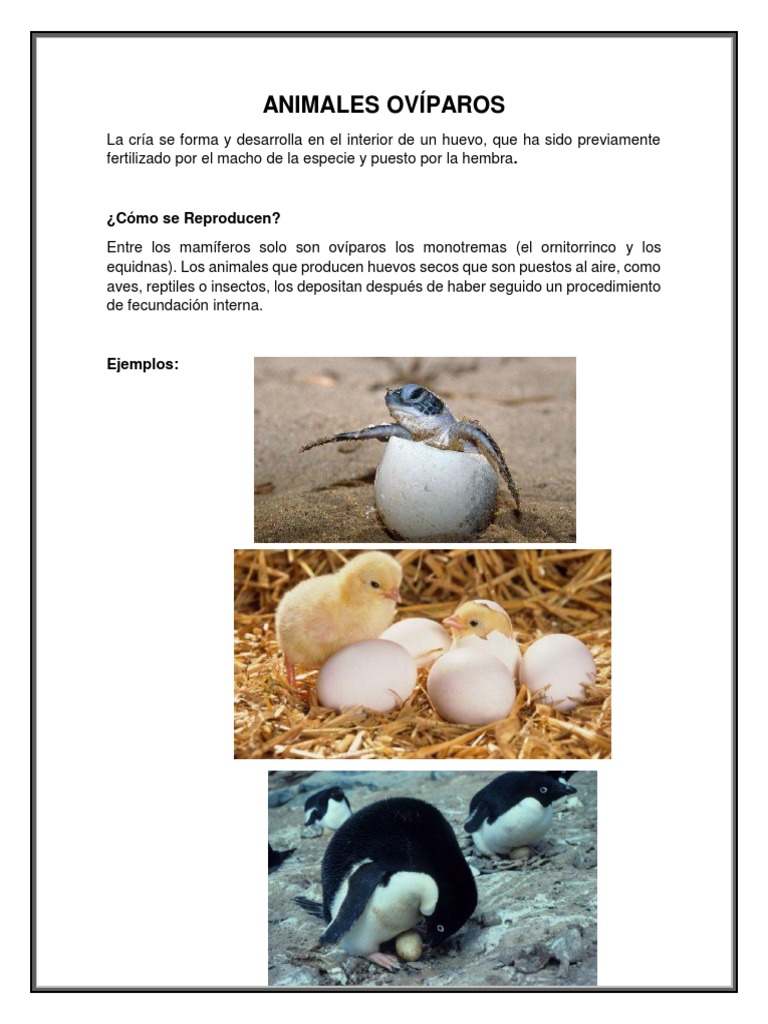 Animales Ovíparos | PDF | Ciencia y matemáticas