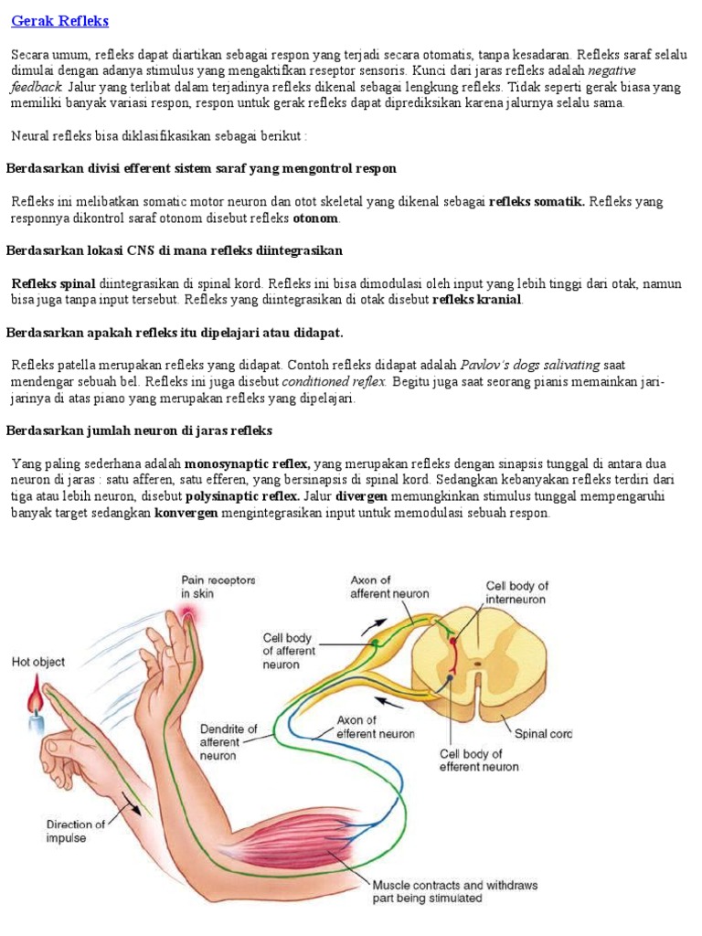 Gerak Refleks