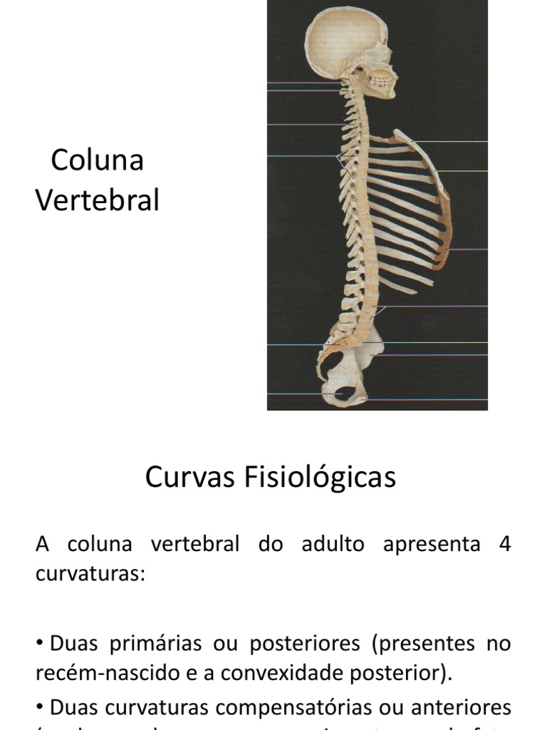 Coluna Vertebral | PDF | Vertebral Column | Vertebra