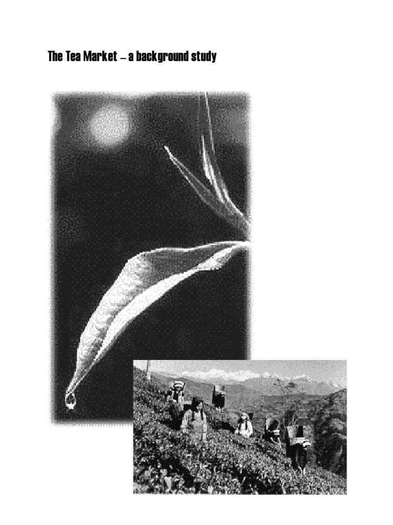 Tea Market | PDF | Tea | Futures Contract