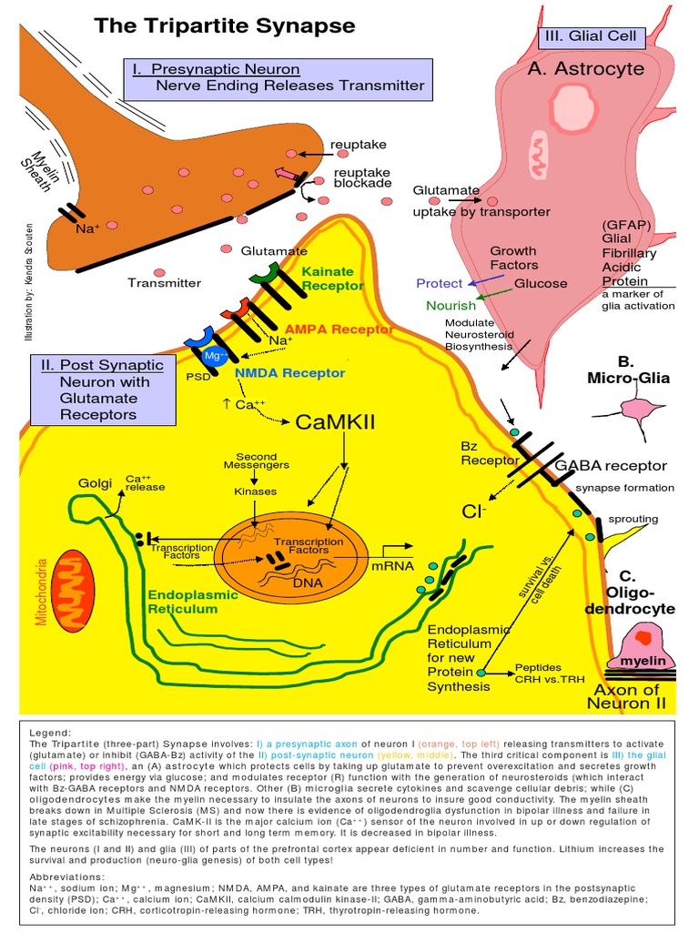 Tripartite Synapse | PDF | Chemical Synapse | Neuron