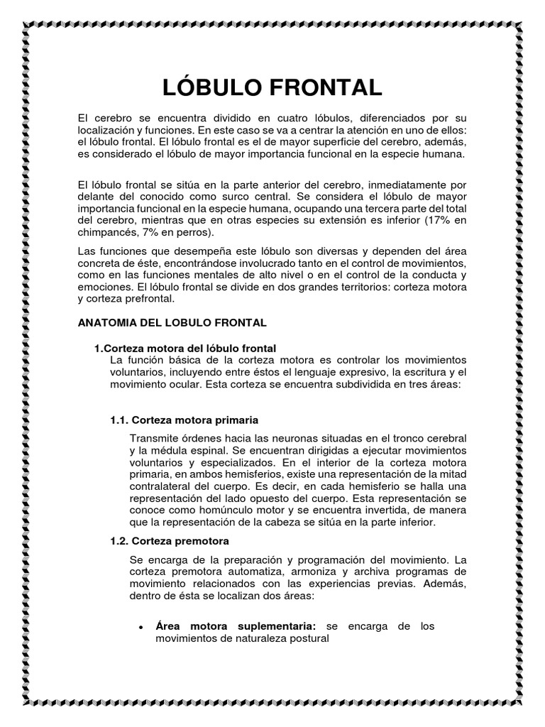 Lóbulo Frontal Pdf Funciones Ejecutivas Lóbulo Frontal