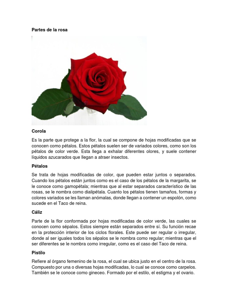 Partes de La Rosa | PDF | Flores | Polen