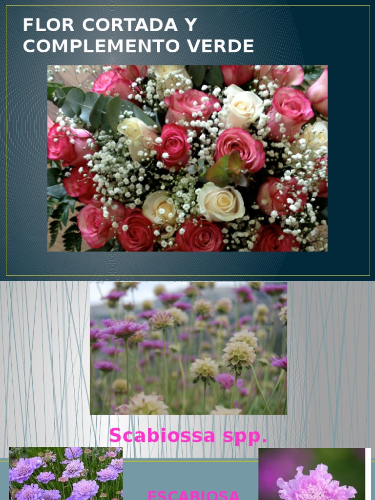 Flor Cortada y Complemento Verde | PDF | Planta de casa | Flores