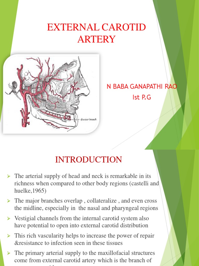 External Carotid Artery | PDF | Common Carotid Artery | Neck