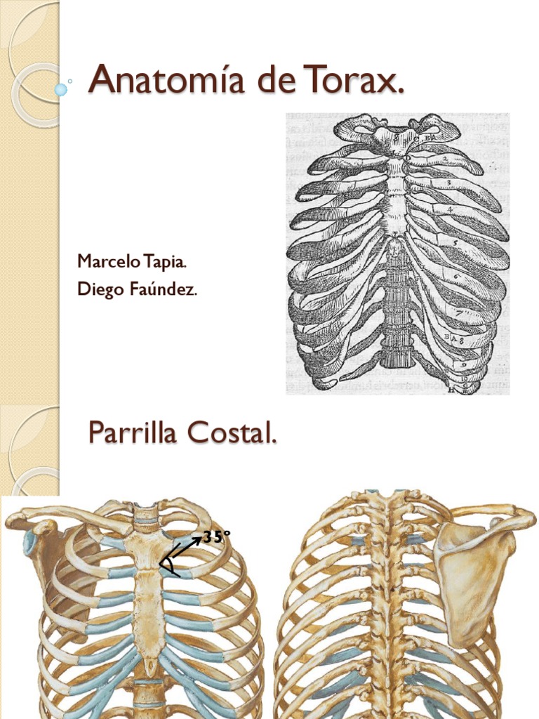 Anatomía de Torax | PDF | Tórax | Anatomía humana