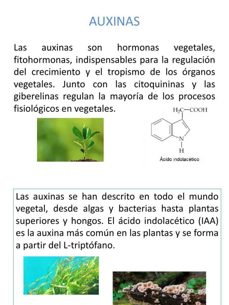 AUXINAS | PDF | Auxina | Biología Molecular