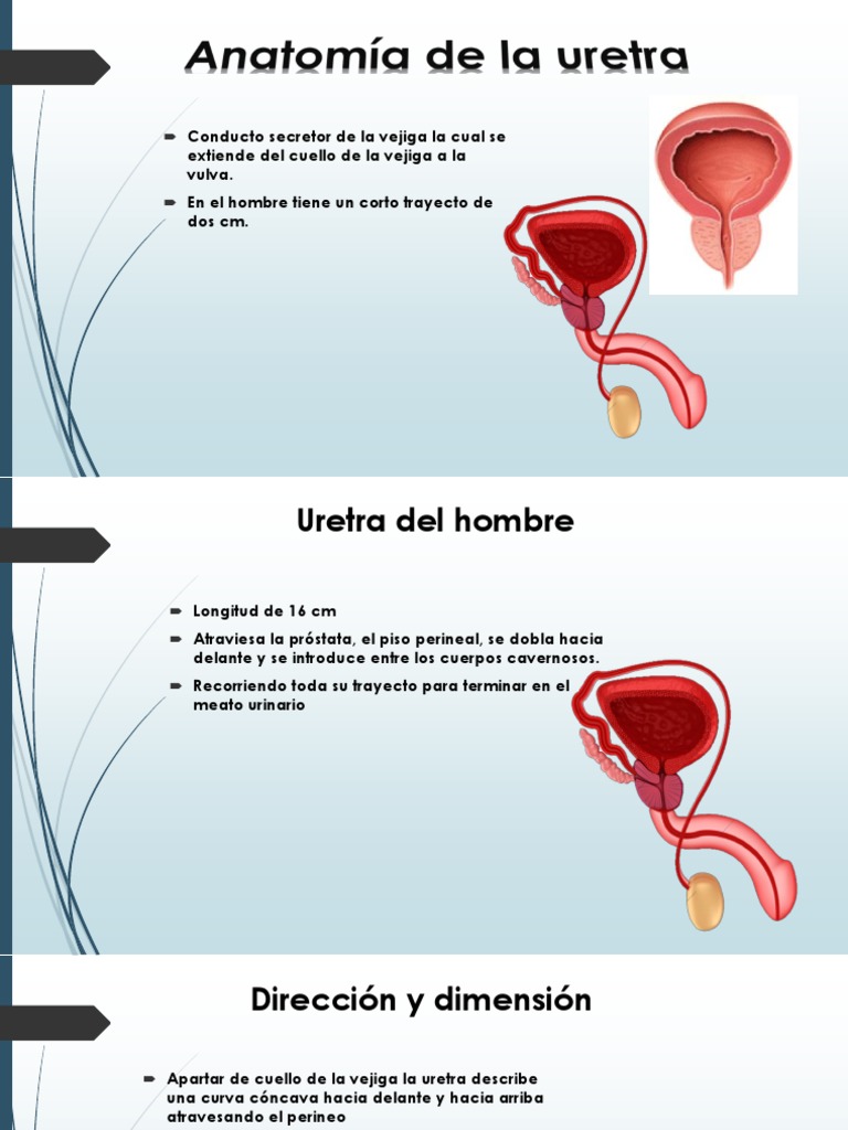 Anatomia y Fisiologia Uretra | Vejiga urinaria | Pelvis