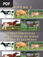 Anatomía y Fisiología Del Aparato Digestivo de La Vaca | PDF
