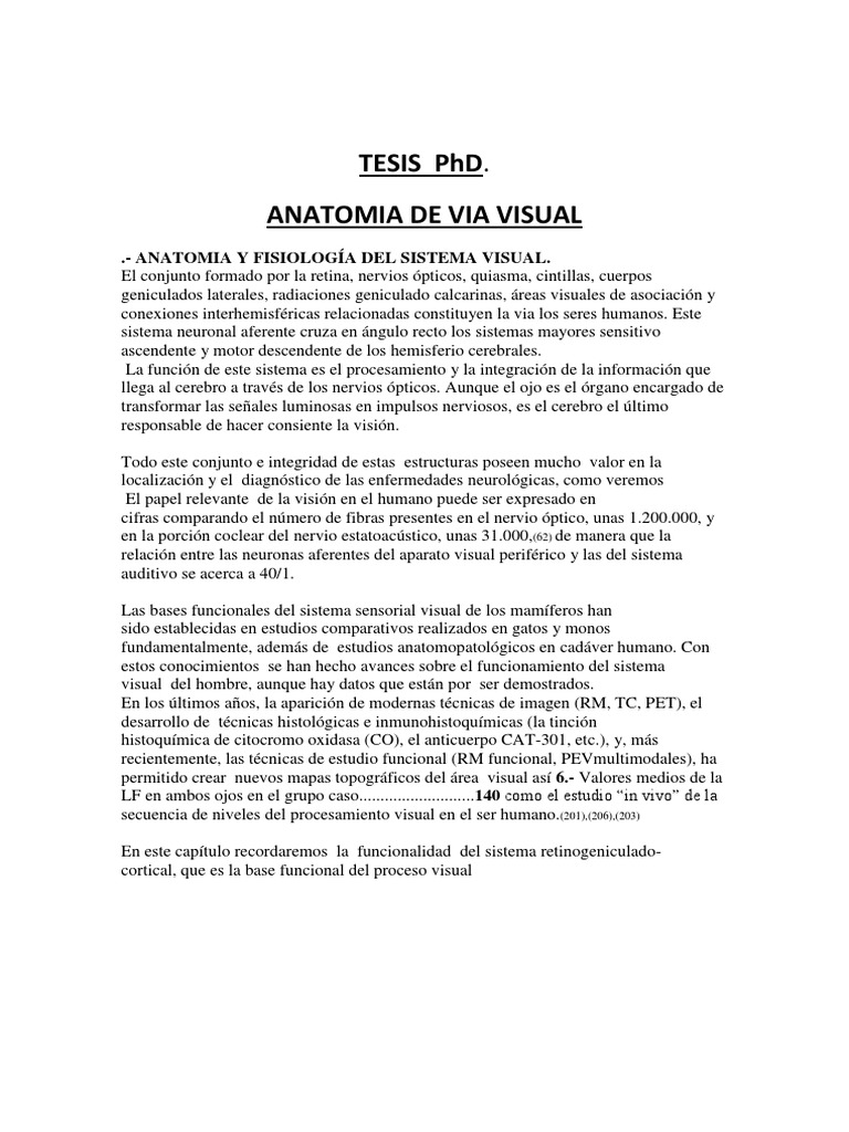 Via Visual | Descargar gratis PDF | Percepción visual | Corteza visual