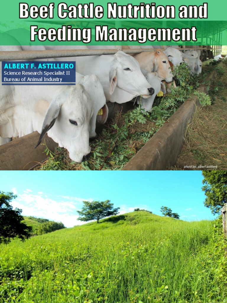 Beef Cattle Nutrition Guide | PDF | Nutrients | Animal Feed
