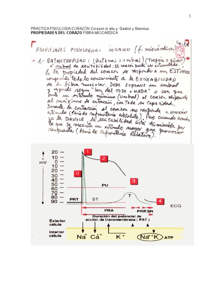 Corazón Aislado de Sapo y Corazon in Situ Stannius | PDF | Corazón ...
