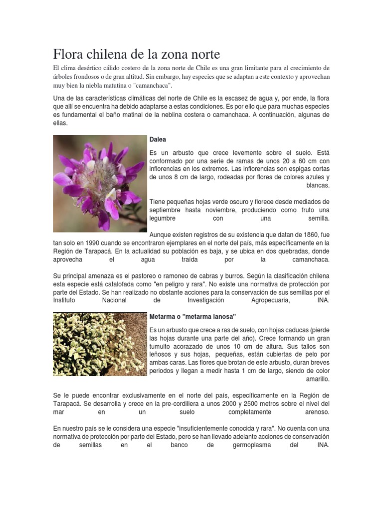 Flora del Norte de Chile: Especies Clave | PDF | Plantas | Botánica