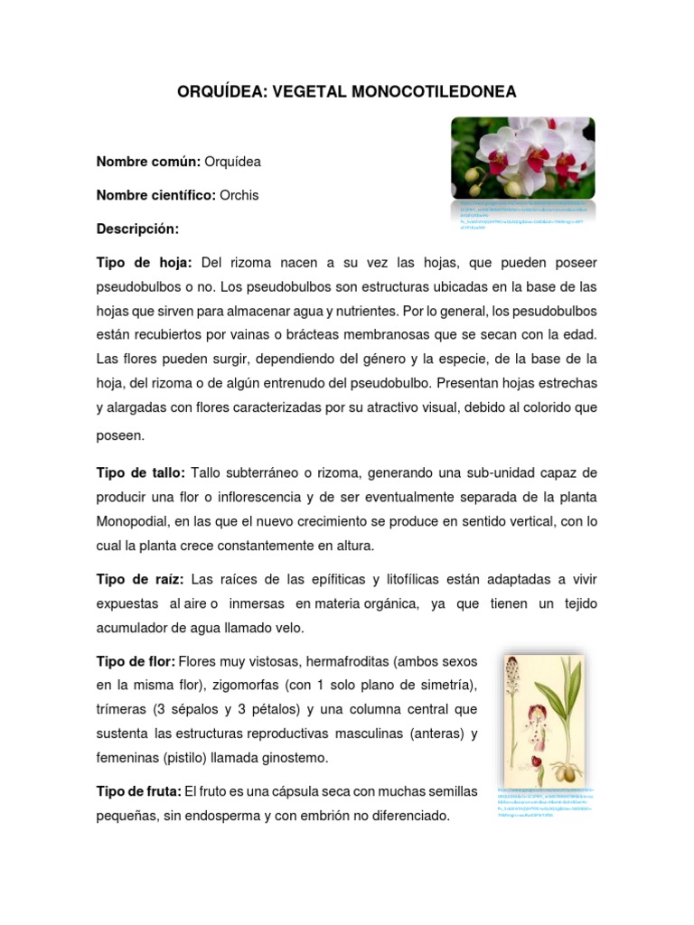 Orquidea Con Sus Partes | PDF | Ramas de la botánica | Plantas