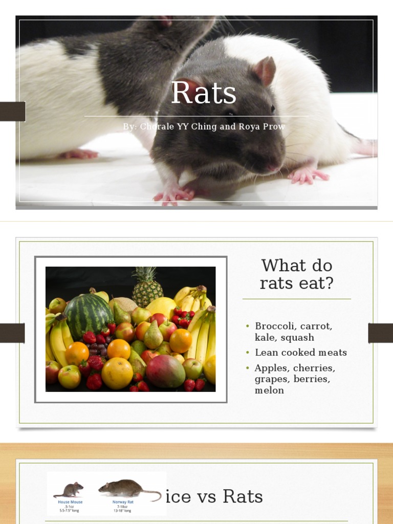 Rats 1 | PDF
