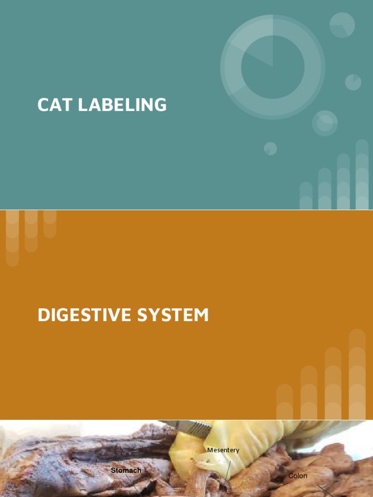 Cat Labeling | PDF