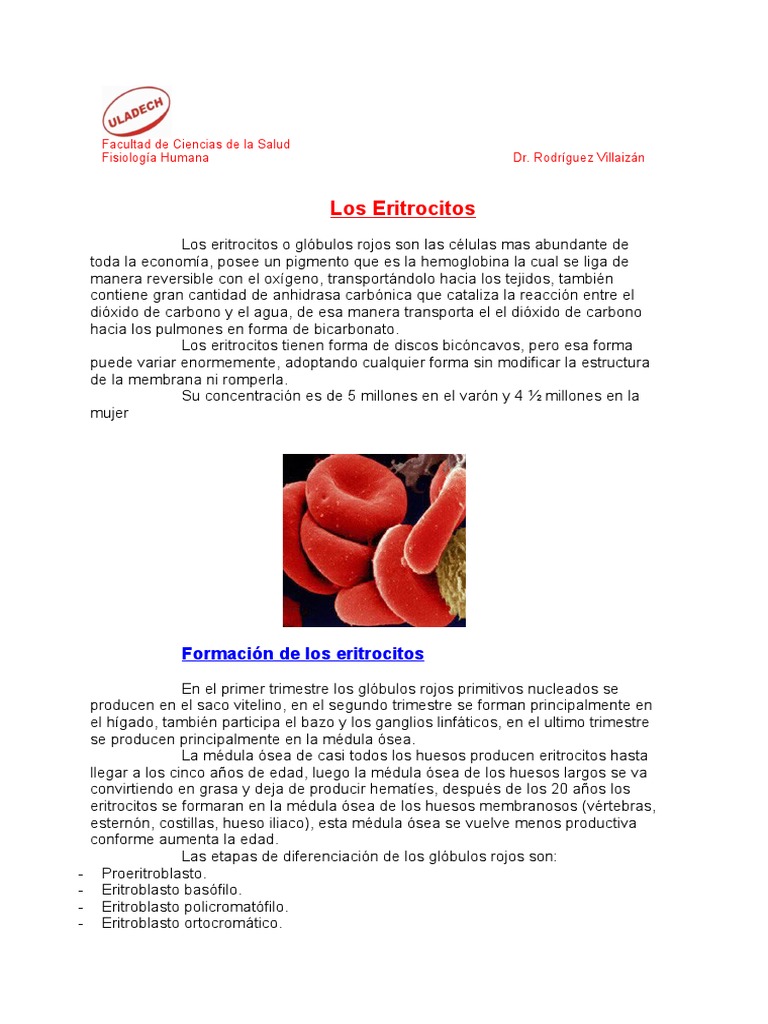 Eritrocit | PDF | Glóbulo rojo | Tipo de sangre