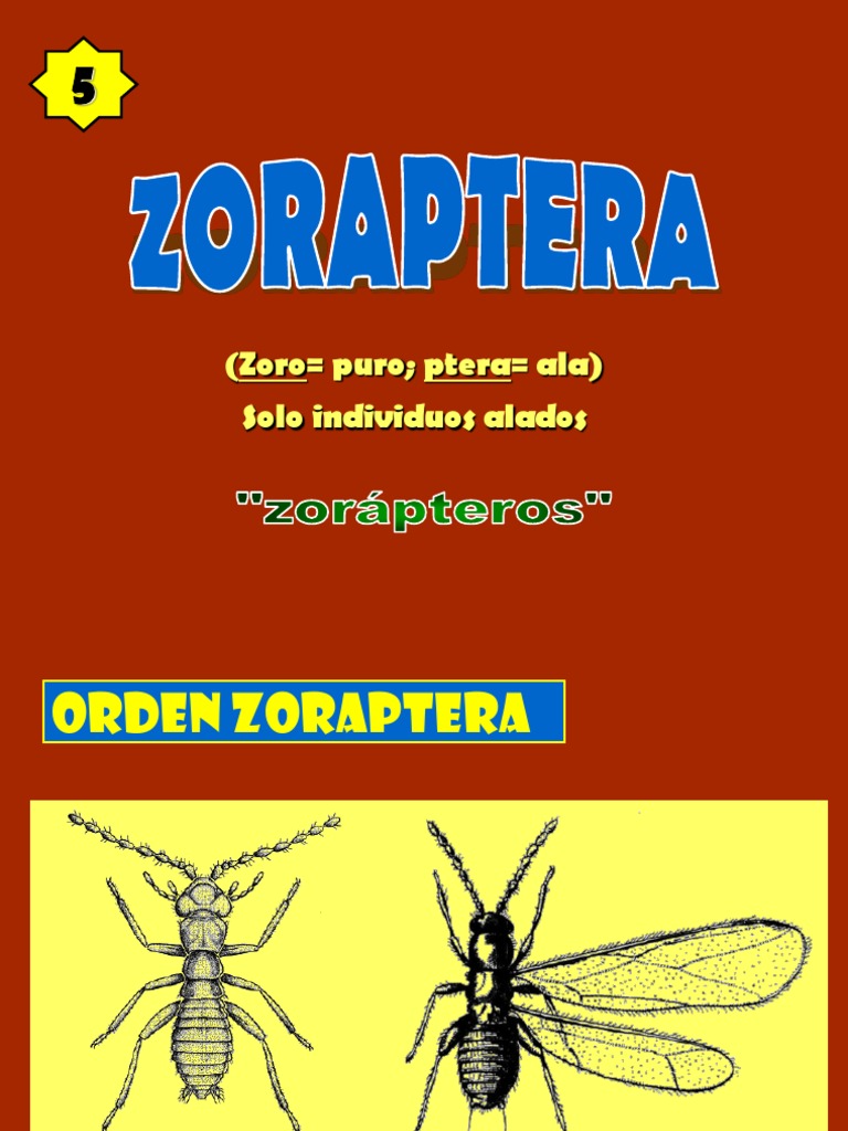 7 Zoraptera - Ephemeroptera | PDF | Larva | Fósiles Vivientes