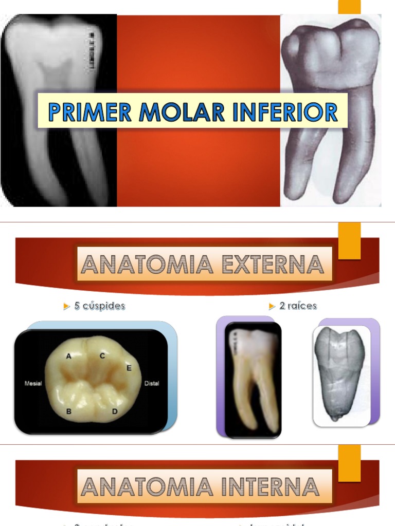 Primera Molar Inferior | PDF