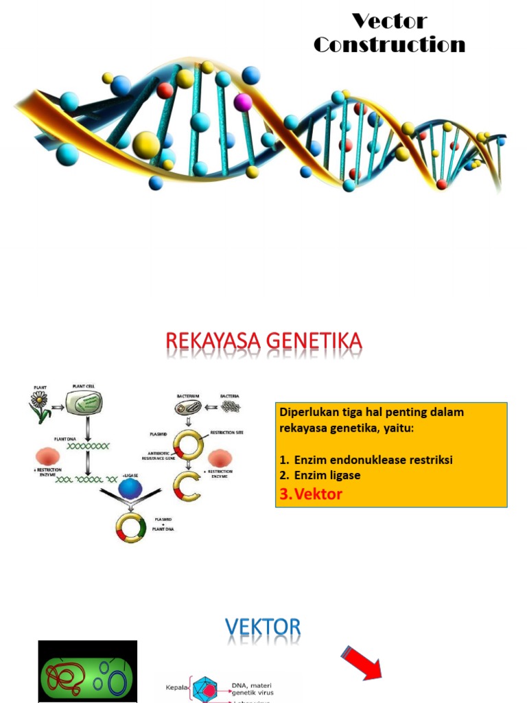 Vector Biomolekul Revisi | PDF