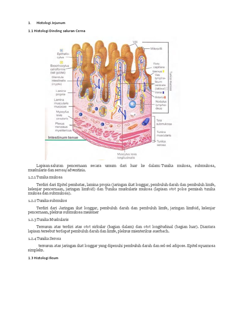 Histologi Jejunum 1.1 Histologi Dinding Saluran Cerna | PDF | Kesehatan Holistik | Sains ...