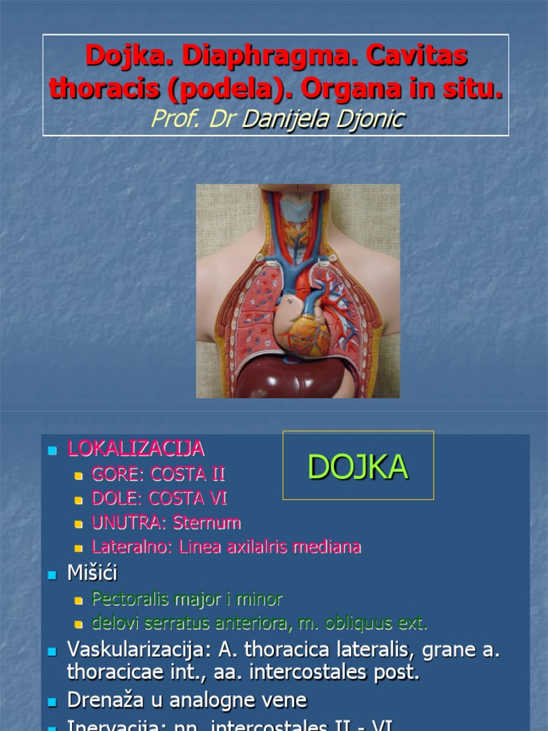 Dojka. Dijafragma | PDF