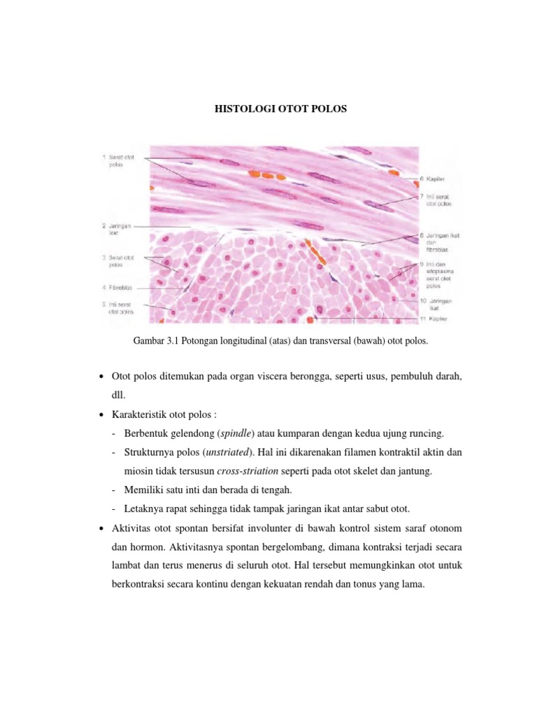 Histologi Otot Polos