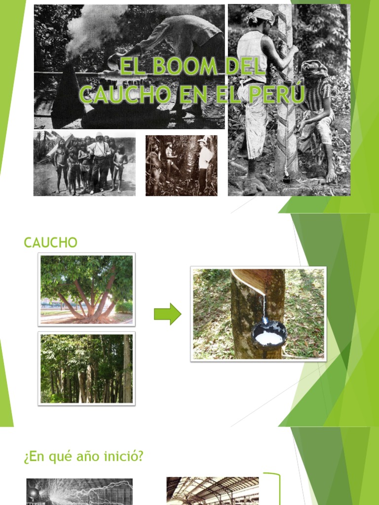 El Boom Del Caucho en El Perú | PDF