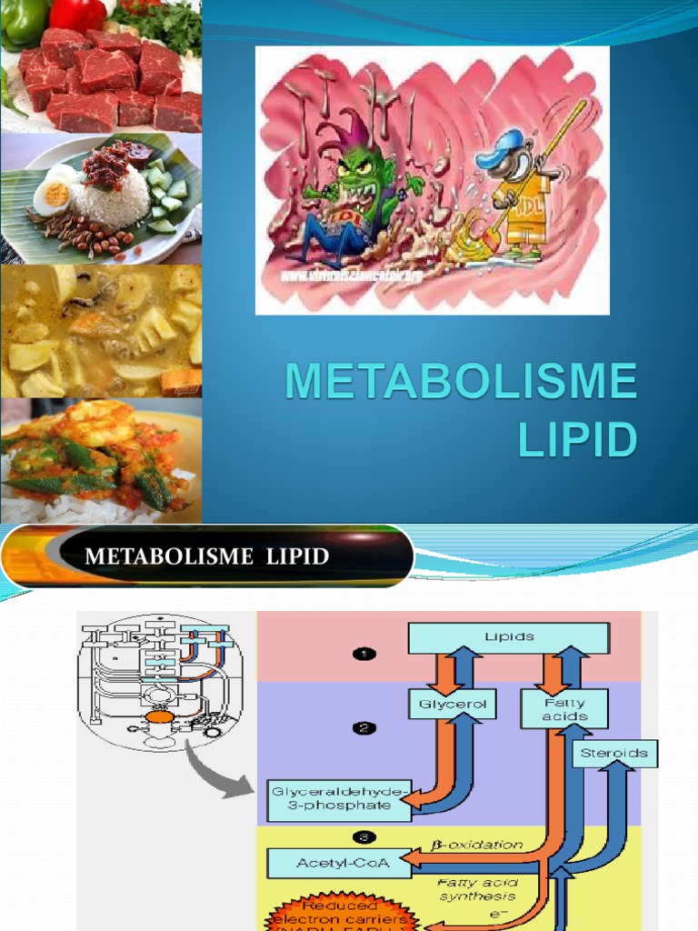 Metabolisme Lemak | PDF