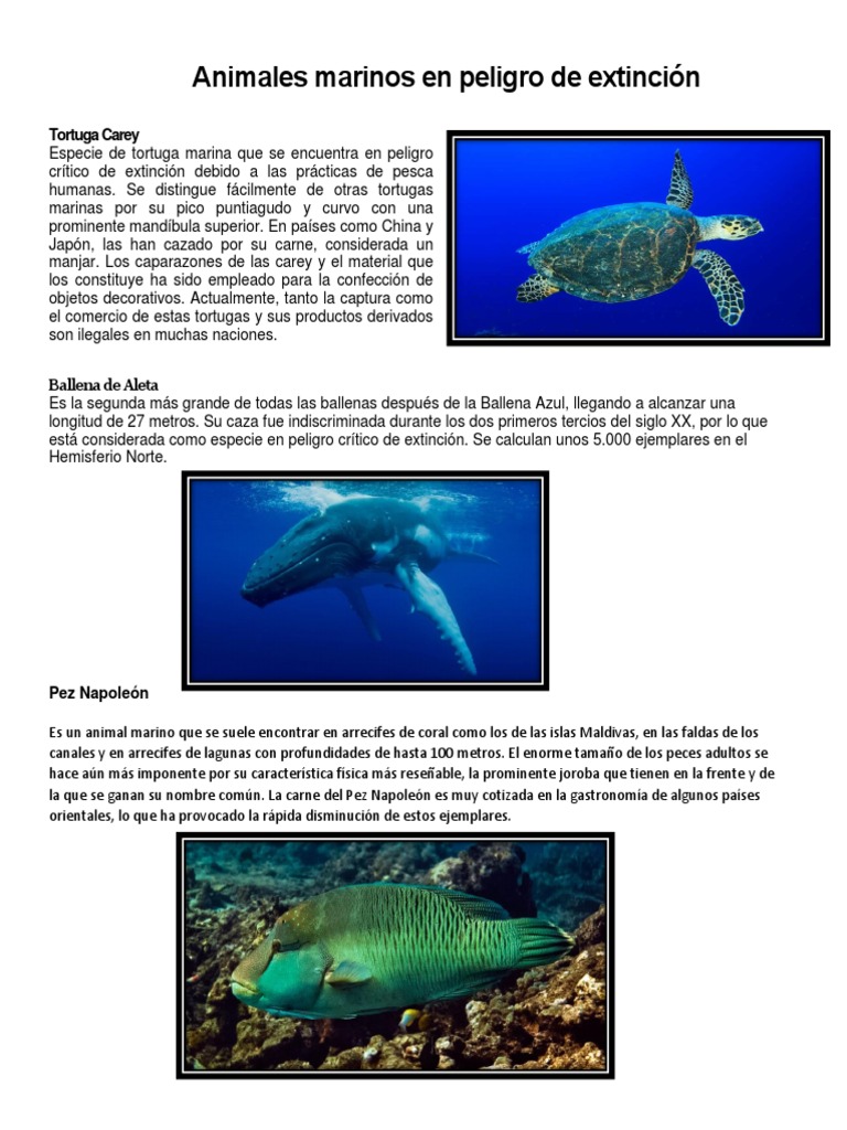 Animales Marinos en Peligro de Extinción | PDF