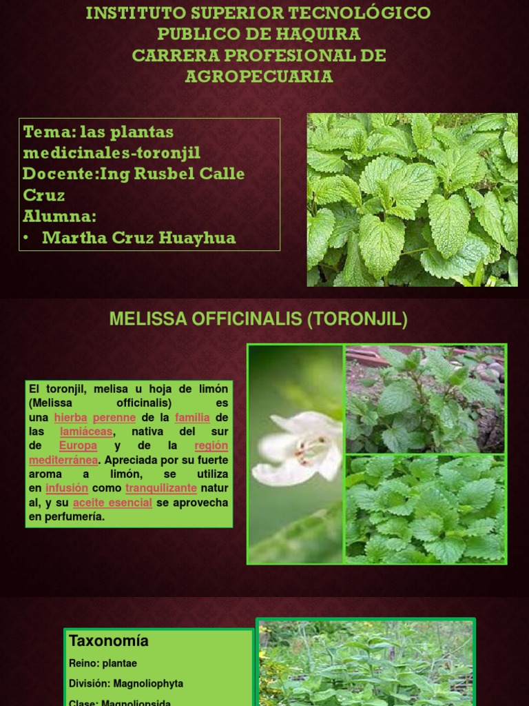 To Ron Jil LLLLL | PDF | Plantas | Botánica