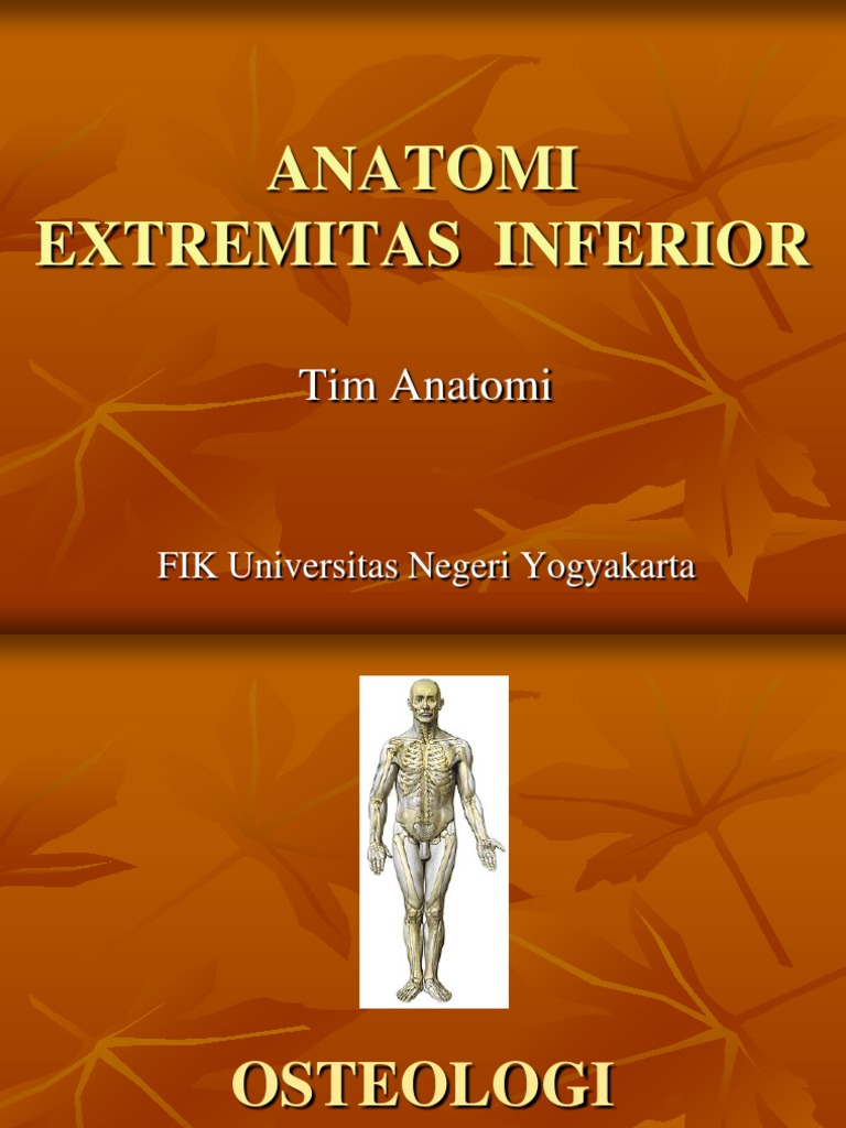 Extremitas Inferior | PDF | Anatomía humana | Extremidades (anatomía)