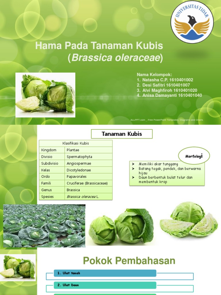 Hama dan Penyakit Tanaman Kubis | PDF