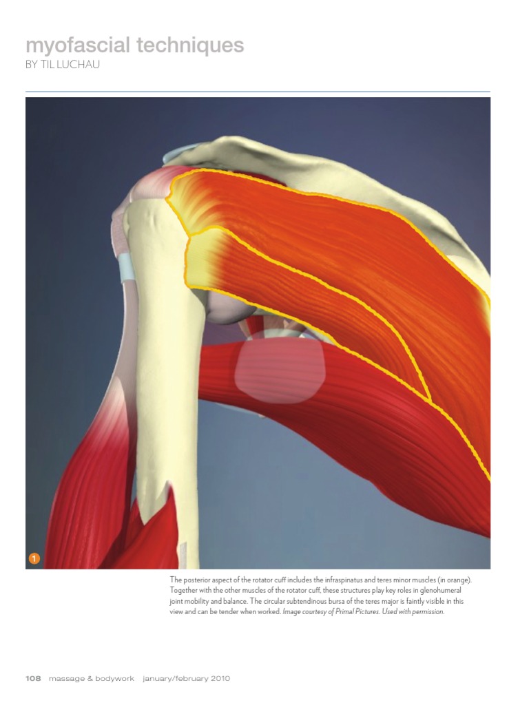 The Rotator Cuff Frozen Shoulder Part Ii Myofascial Techniques Arm Shoulder