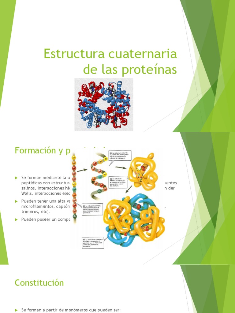 Estructura Cuaternaria De Las Proteínas: Qué Es, Características – NWHVL