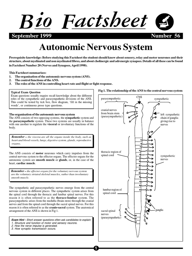 Autonomic Nervous System Bio Factsheet | Download Free PDF | Autonomic ...