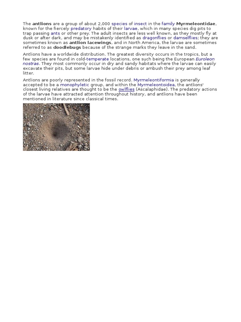 Euroleon Nostras: Species Insect Family Predatory Larvae Ants ...