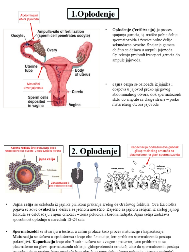 A19. Embriologija 1 | PDF
